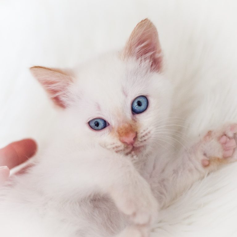 Small Lives Matter Kitten Rescue – Kitten Rescue