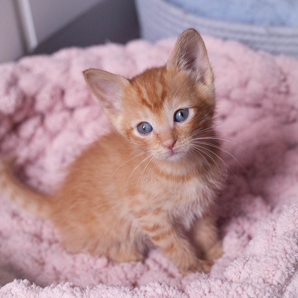 Adopt | Small Lives Matter Kitten Rescue