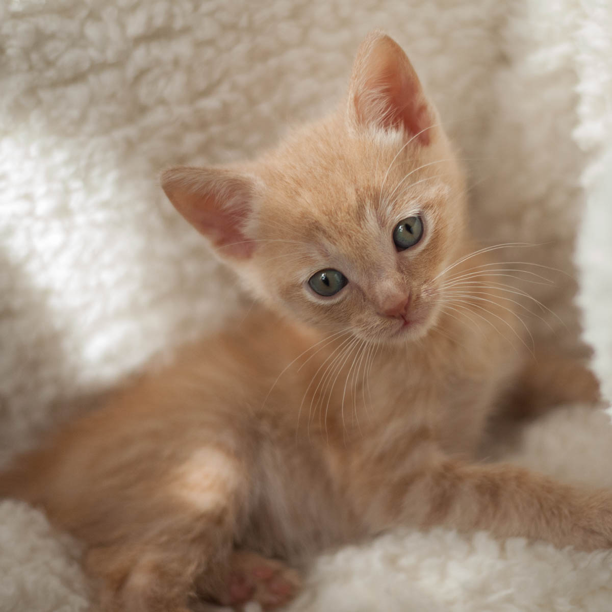 Adopt | Small Lives Matter Kitten Rescue