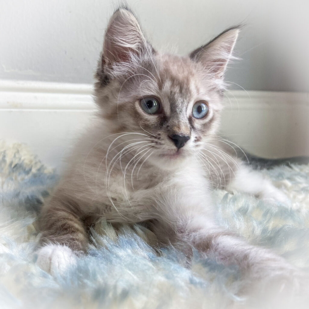Adopt – Small Lives Matter Kitten Rescue