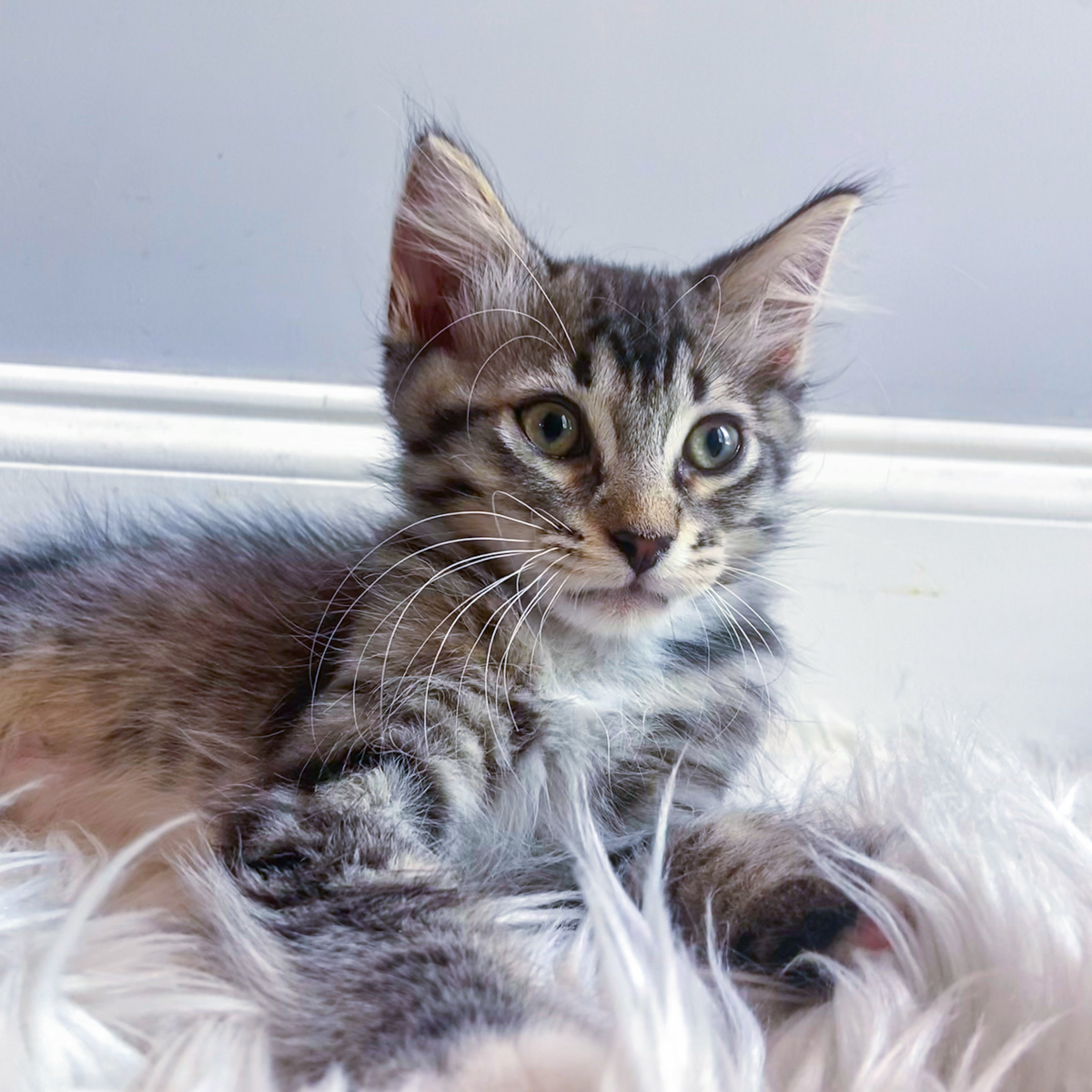 Adopt – Small Lives Matter Kitten Rescue