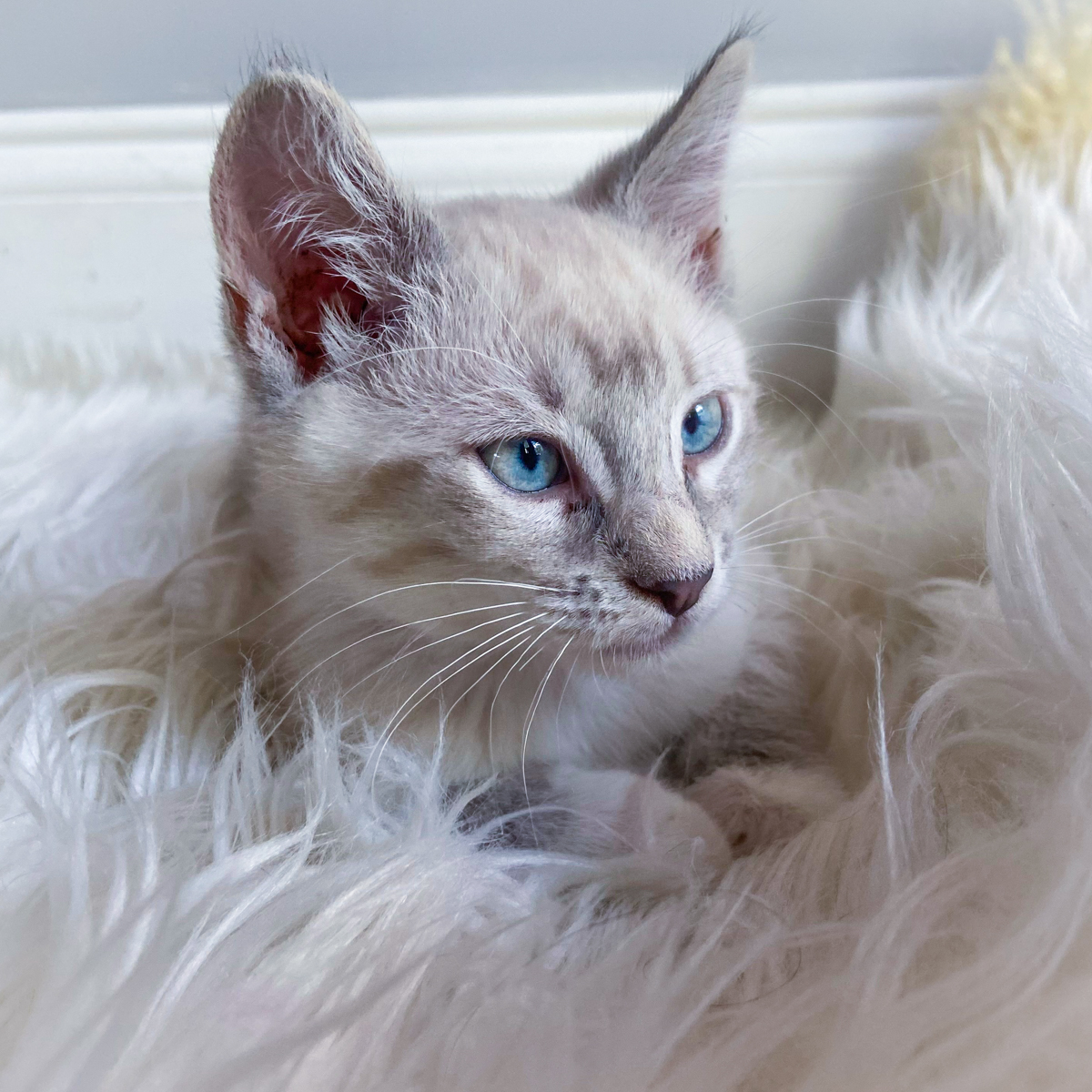 Adopt – Small Lives Matter Kitten Rescue